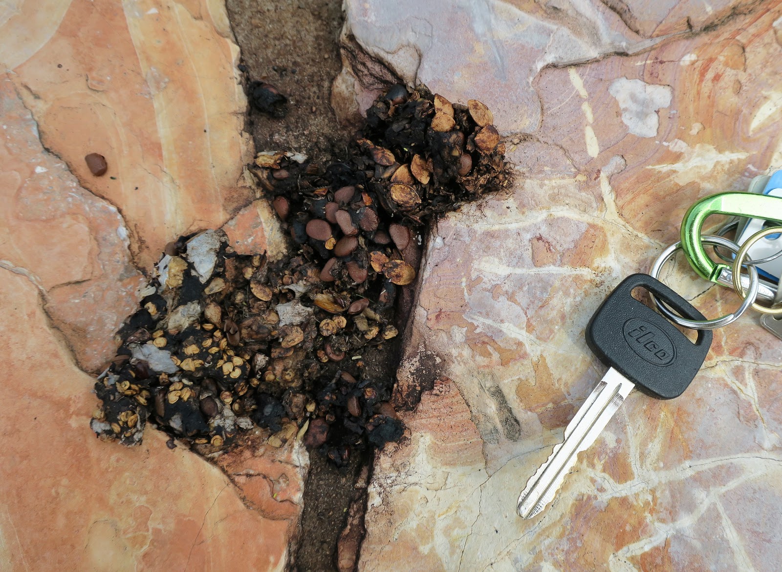 Living Rootless: Big Bend National Park: Poop and Circumstance