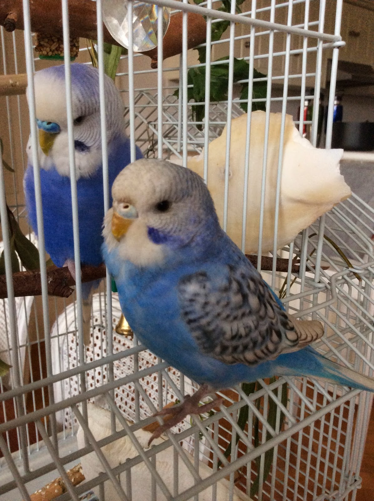 The Bluebirds are Nesting...: How to use a windfall of produce.