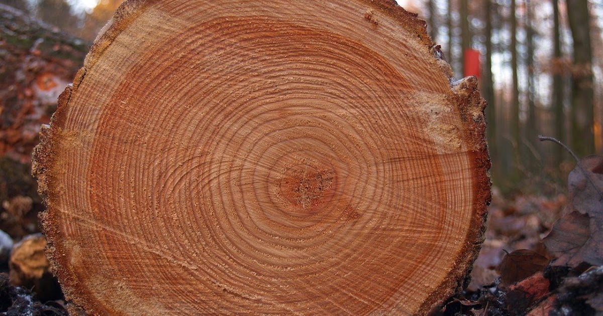 Day Hiking Trails: Great activity for day hiking kids: Counting Rings