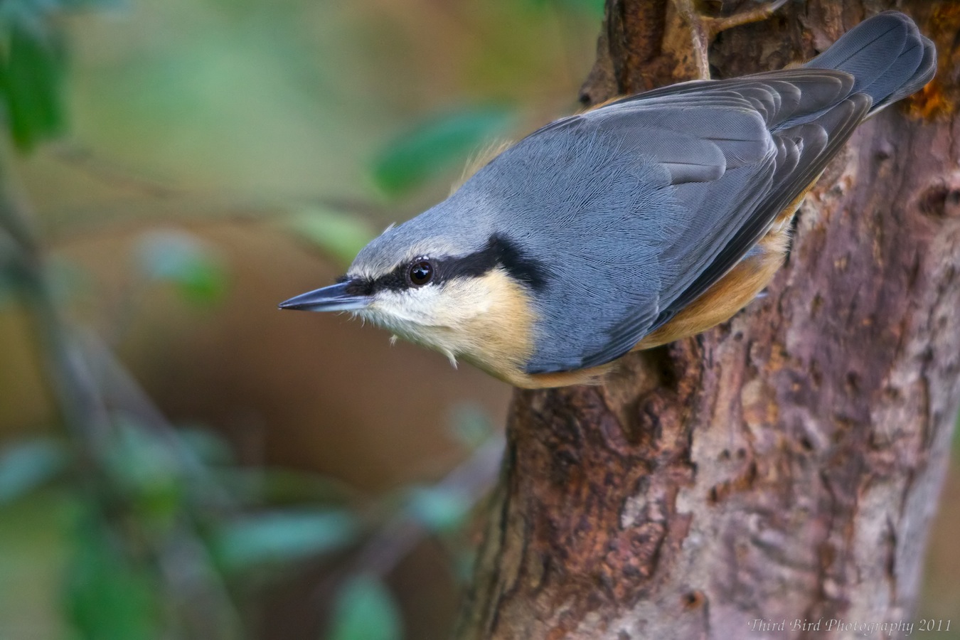 Third Bird Photography: Sigma 150-500mm f/5-6.3 DG OS HSM