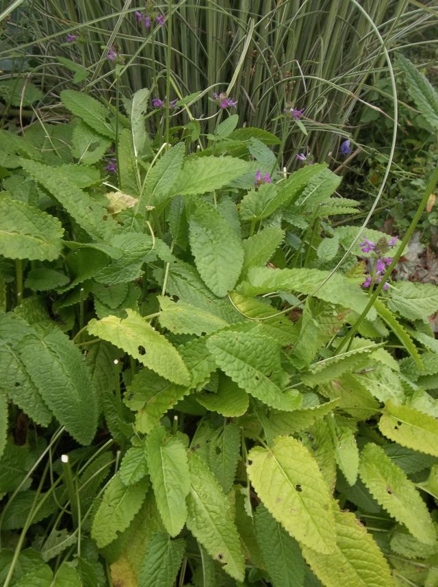 Future Plants by Randy Stewart: Stachys