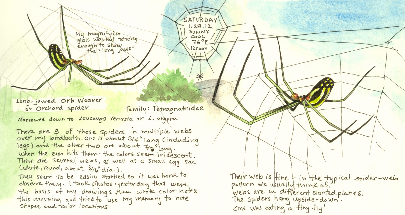 A Nature Art Journal: Orchard spiders