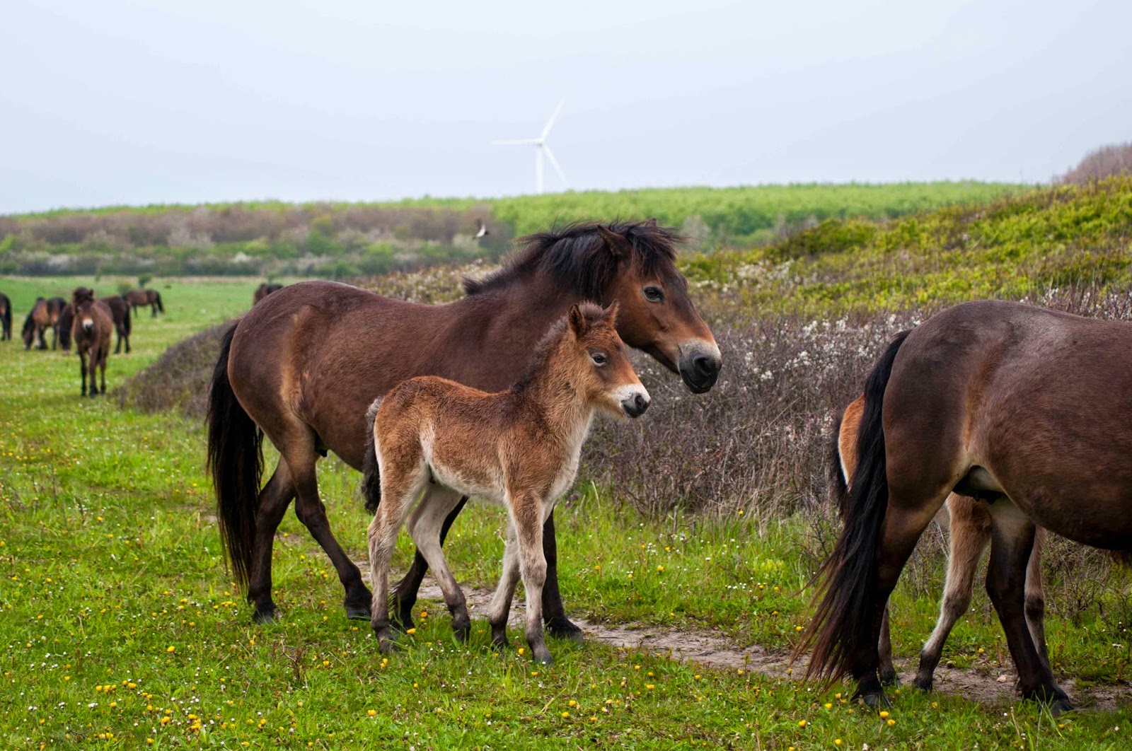 Kreativ Tankeknips: Vilde heste på Langeland.