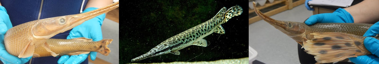 JCU Aquatic Resources : Catch of the Day: The Fish Families of Ohio