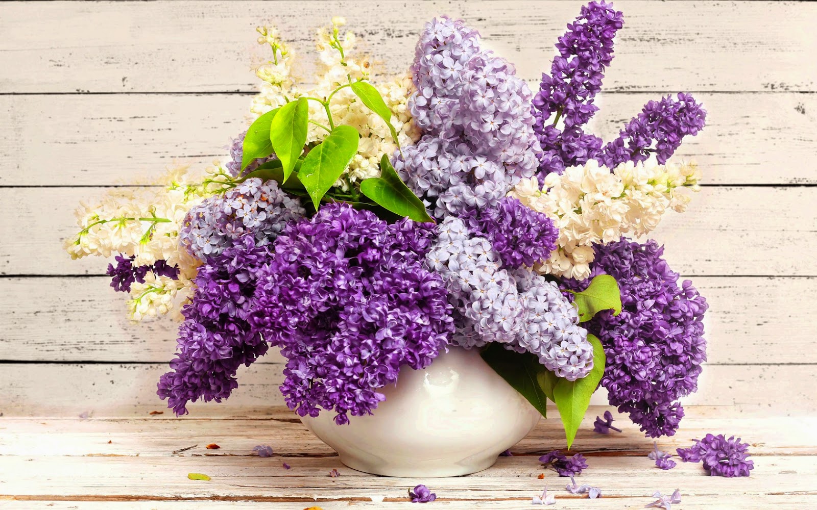 Floarea Memoriei - Liliacul | Poze Super Misto