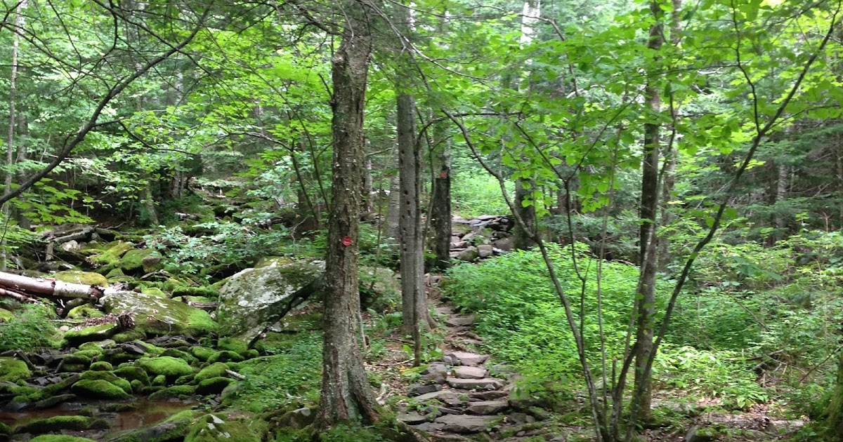 The Botanical Hiker: A Return to the Catskill Forest Preserve