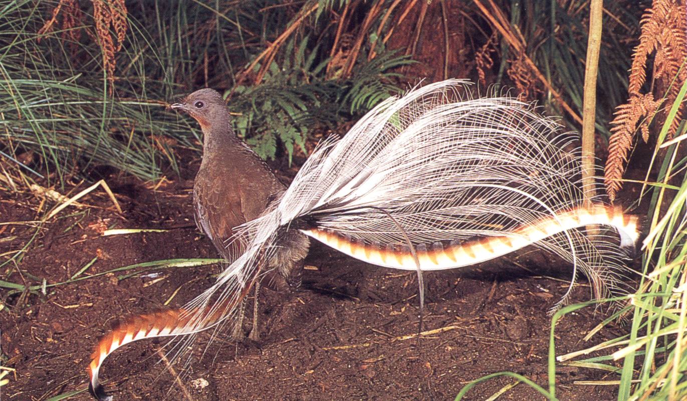 Wildlife of the World: Superb Lyrebird