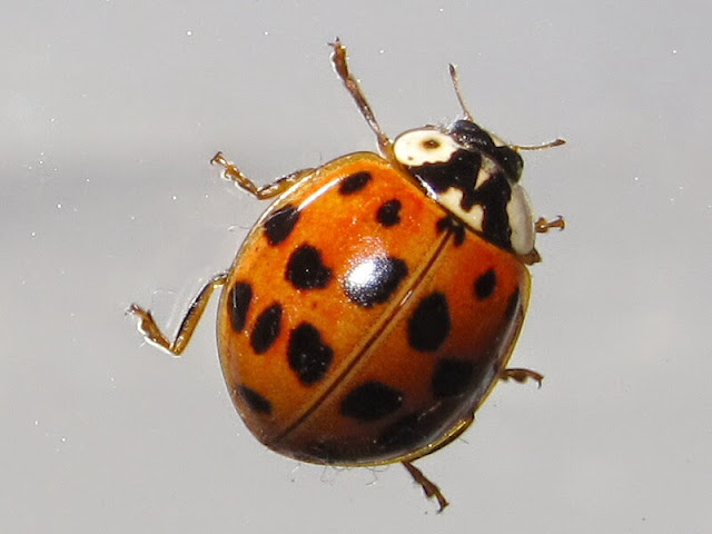 The Joyce Road Neighborhood: Ladybug Invasion