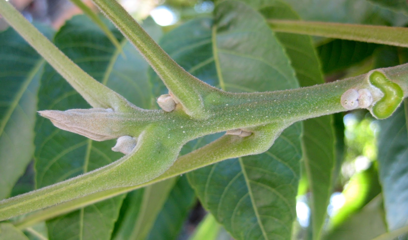 Trees of Santa Cruz County: Juglans nigra - Black Walnut