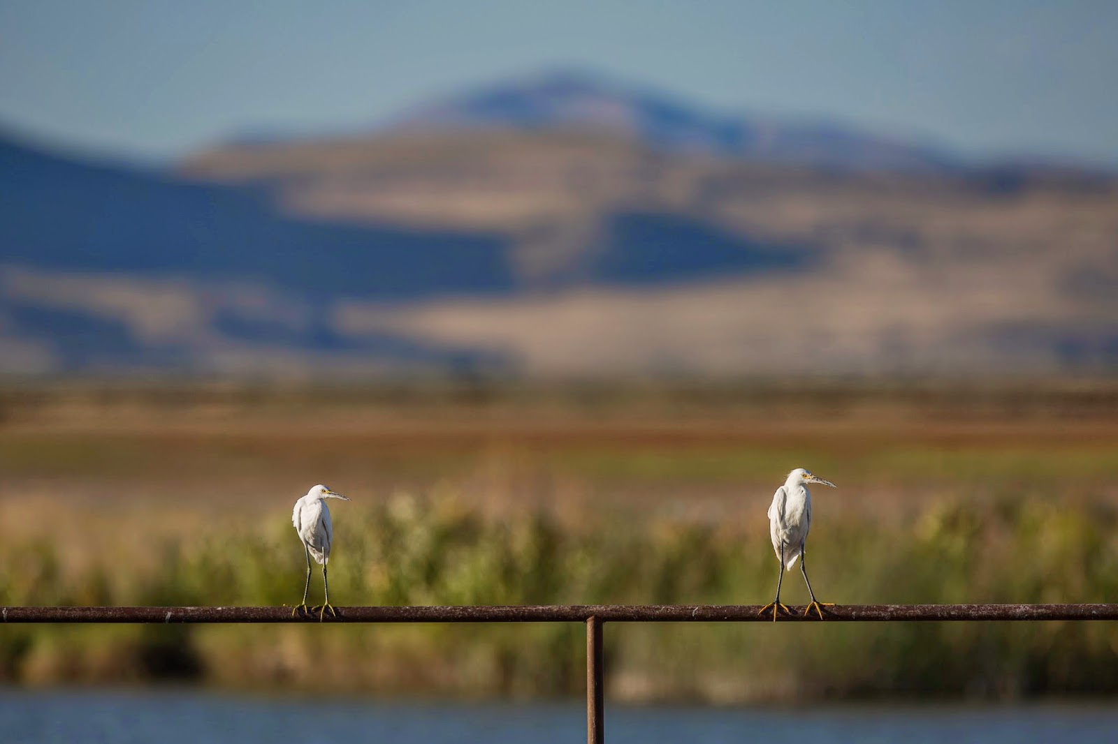 Benjamin Zack Photography: Bear River Bird Refuge