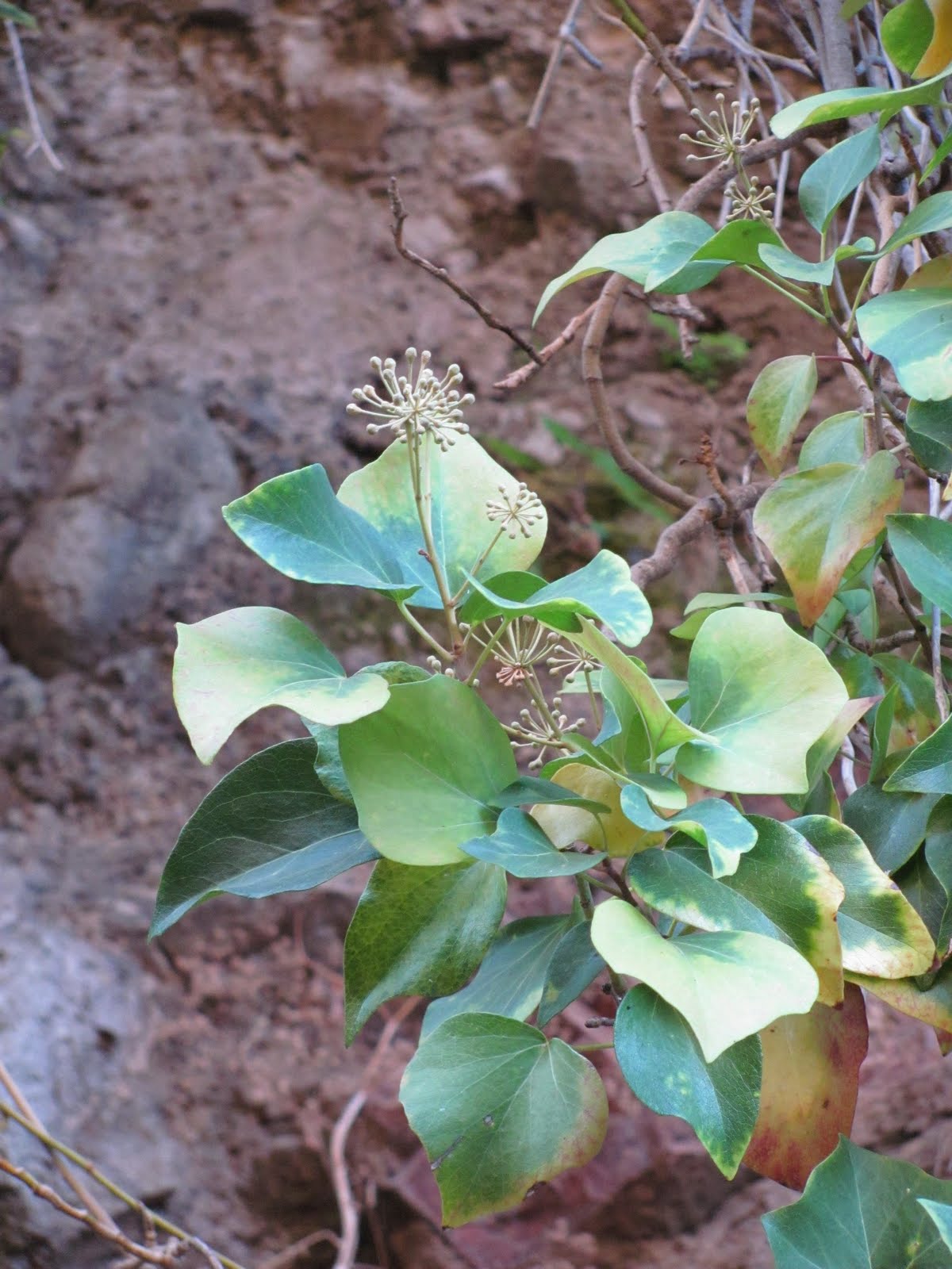 Hedera canariensis Willd
