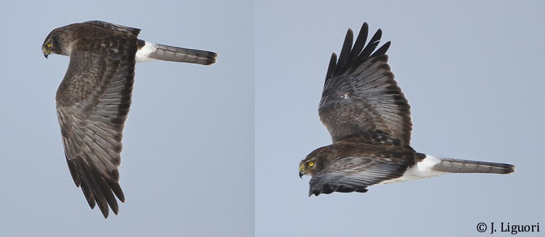 Raptor Identification and Photography: Assessing bird shapes in photos