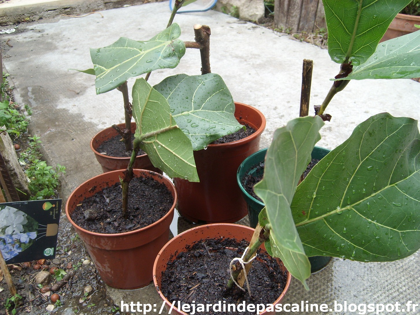 bouture figuier - France news collections