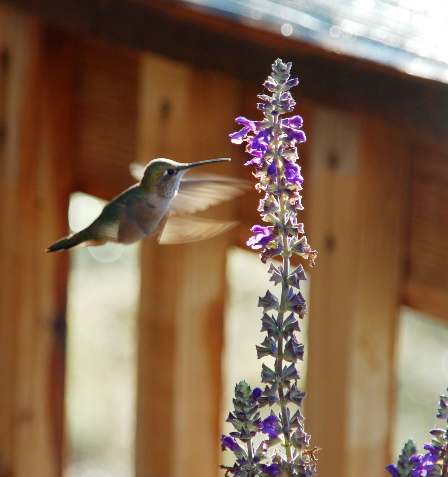 Tutor's Notes: general, cardiovascular, respiratory and renal ...