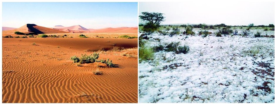 Snow in the Namibian desert, Zebras foraging amid drifts