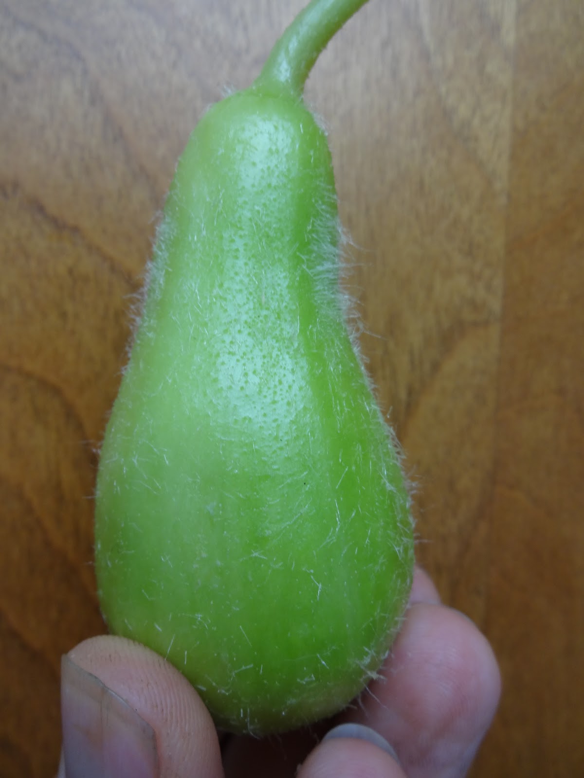 The Scientific Gardener: First successful cross of pear with cucumber!