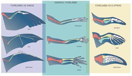 Dunia Antropologi : Bukti Tentang Adanya Evolusi