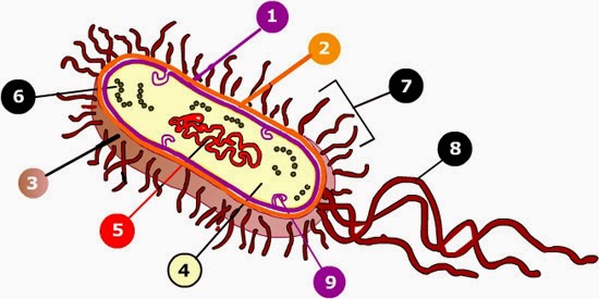ESTRUCTURA CELULAR: Célula procariota