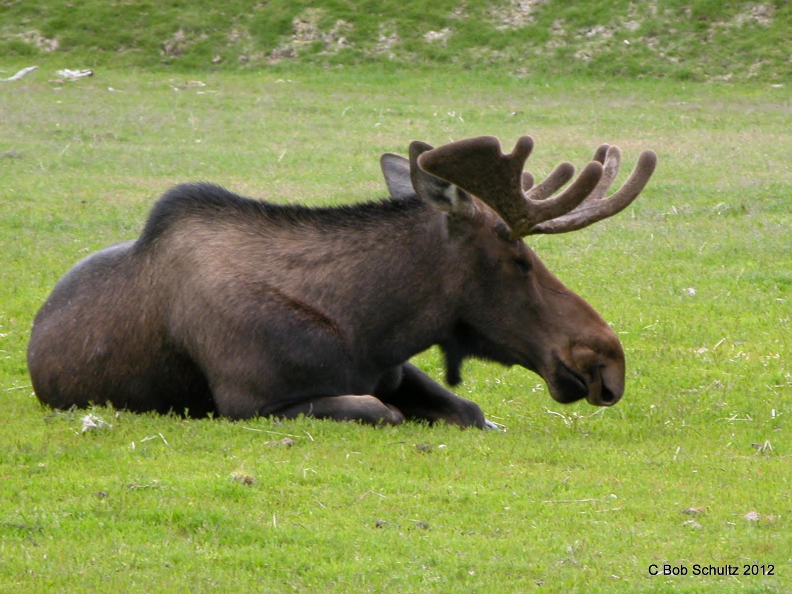 riverviewcommunications: Day Trip: Anchorage to Alaska Wildlife ...