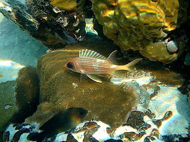 The beautiful places of Haiti and the beaches: Haiti Cheri