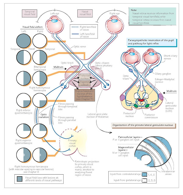 Visual System II The Visual Pathways And Subcortical Visual Areas ...