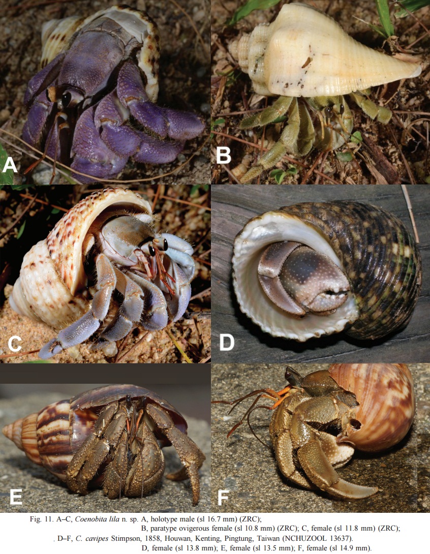 Species New to Science: [Crustacea • 2016] Coenobita lila • A New ...