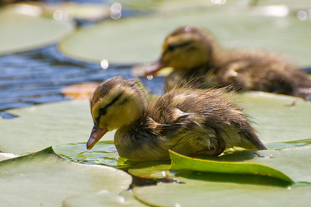The Ducklings of Spring | The Ark In Space