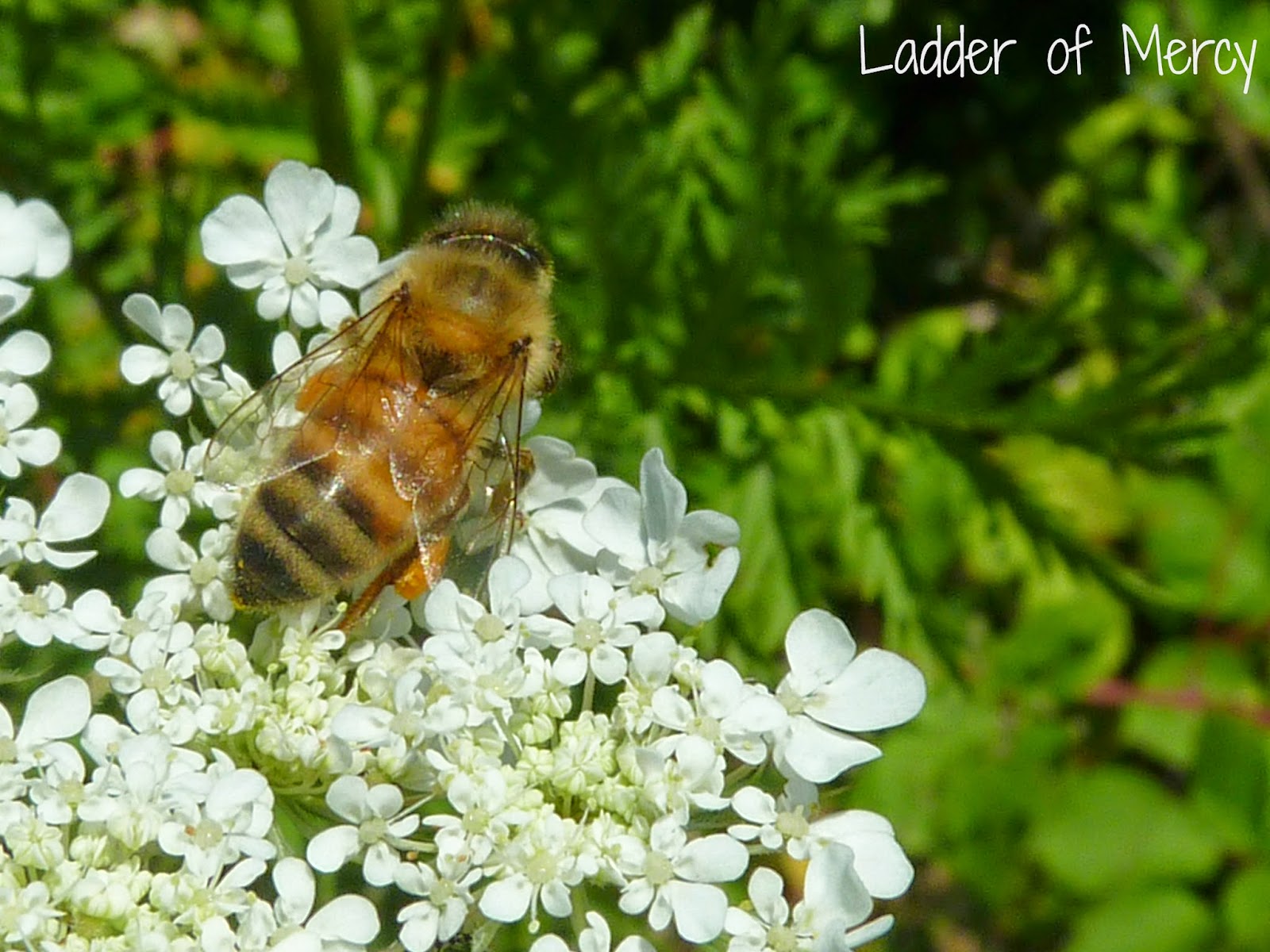 Ladder of Mercy: The Beauty of a Bee
