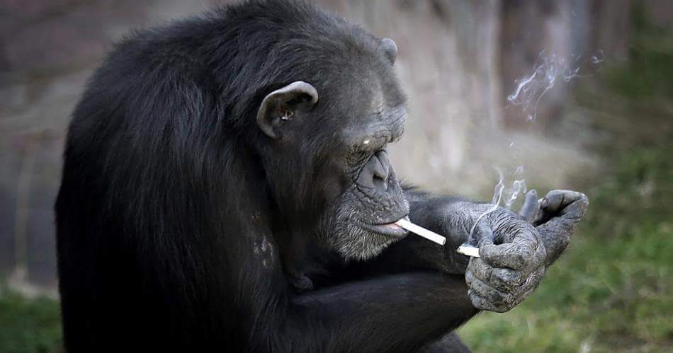 RexLightBlog: Shocking! - See photos of the chimpanzee that likes ...