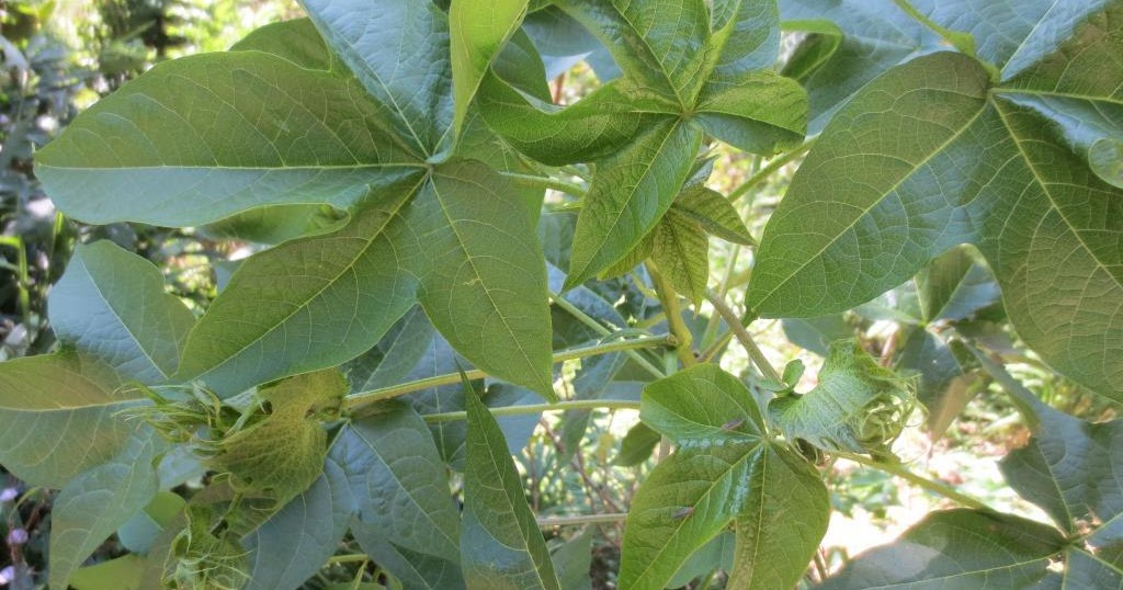 කපු [Kapu] (Gossypium arboreum) ~ අපේ ඔසුපැළ Medicinal Plants of Sri Lanka