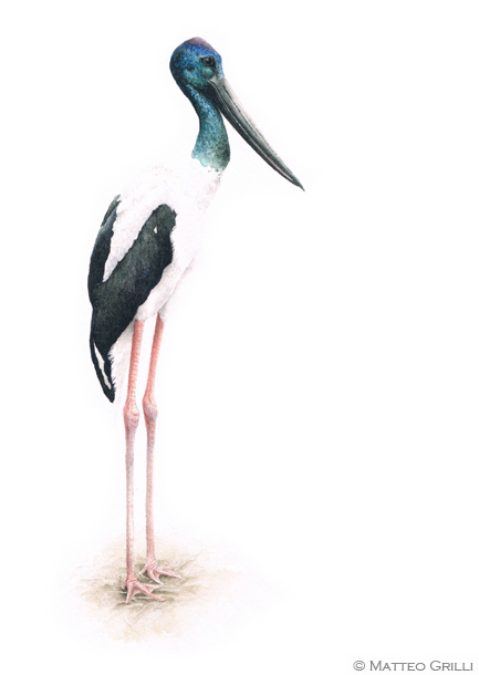 Matteo Grilli Wildlife Art: Portrait of a Jabiru - part one