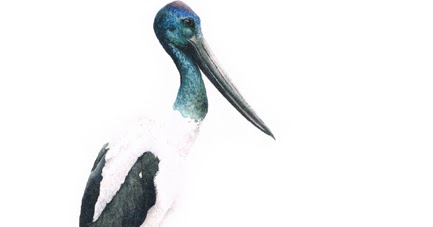 Matteo Grilli Wildlife Art: Portrait of a Jabiru - part one