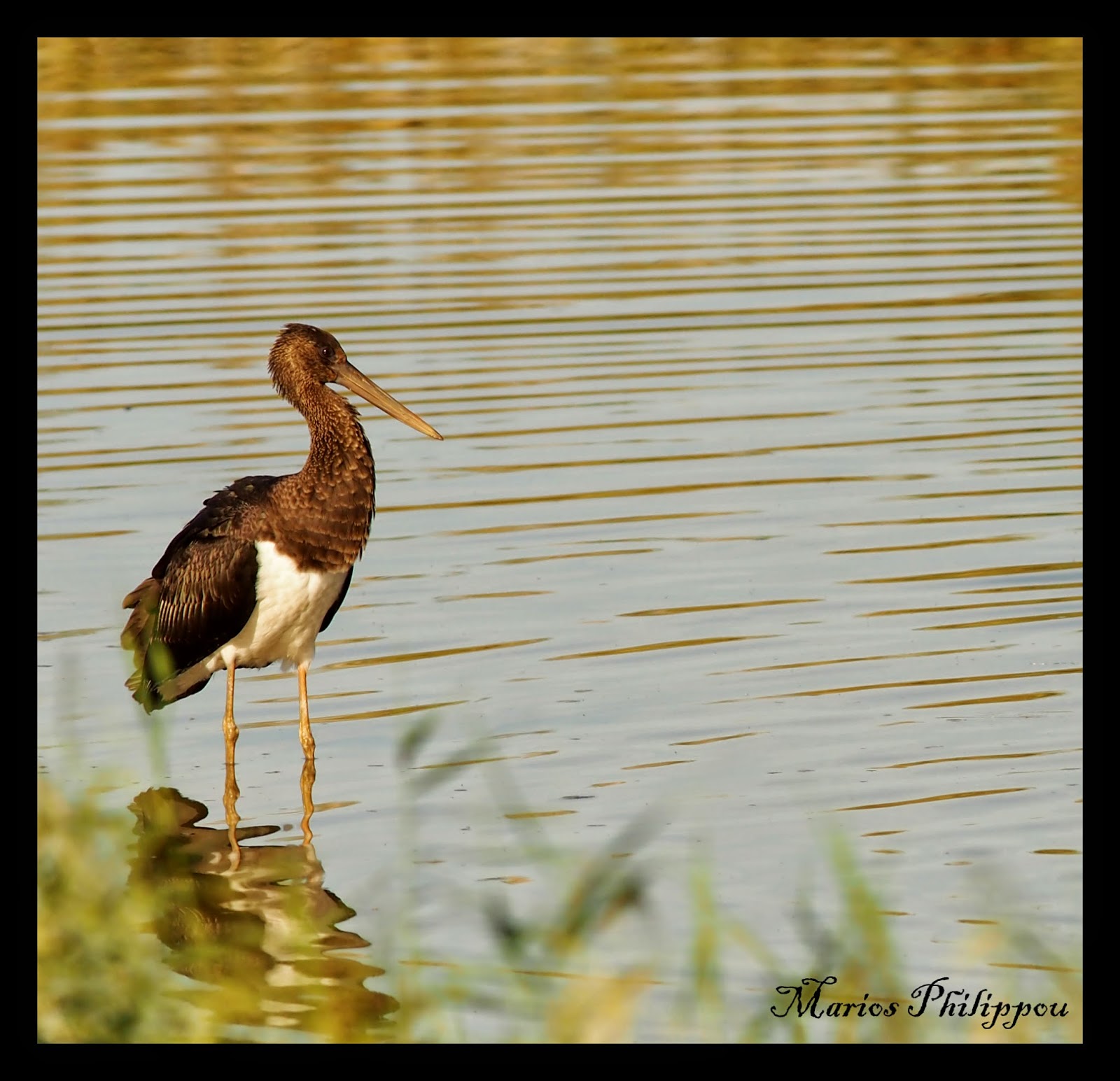 Bird: Ciconia nigra ( Black Stork - Μαυροπελαργός) ~ Places of Cyprus