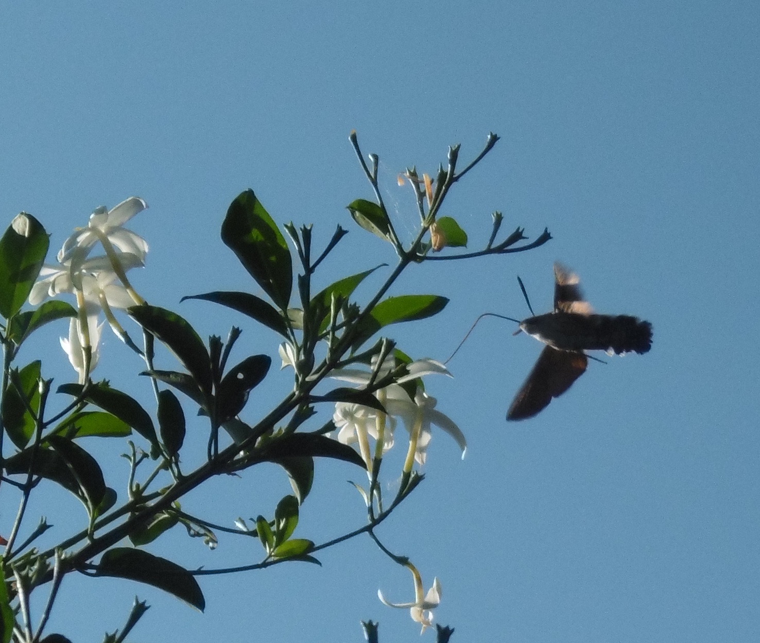 Martin's Moths: Holiday moths