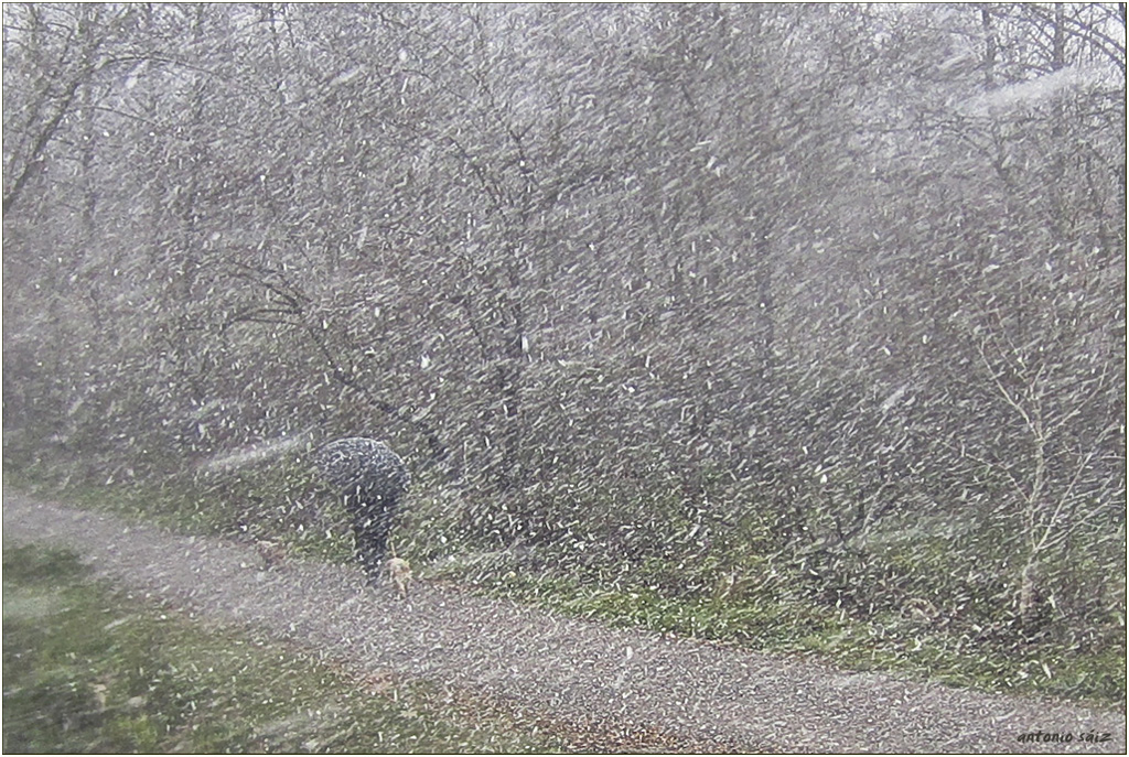 Ensalada de palabras: CELLISCA