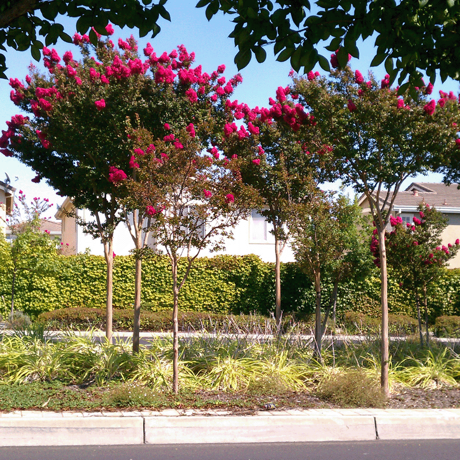 Eden By The Bay: Street Trees Through the Seasons – Crape Myrtle