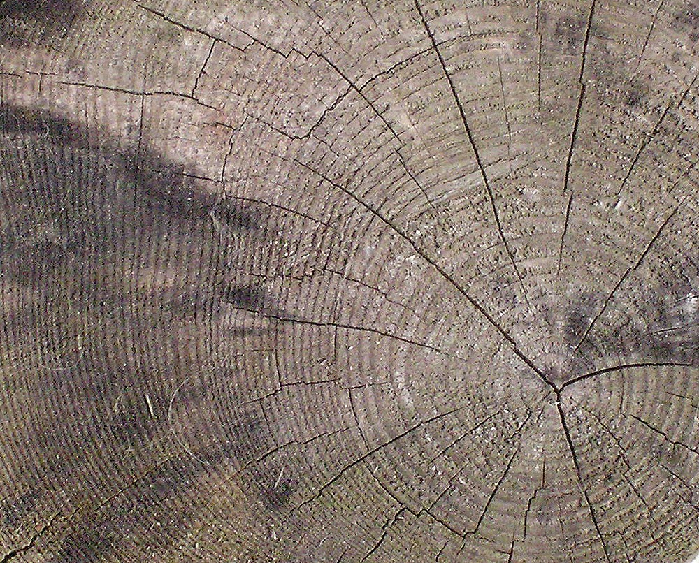 Thư viện 3D: [Mapping] WOOD TEXTURES