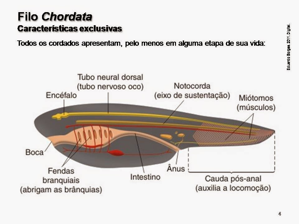 Bio prof. Viviane: Aula - Filo Chordata