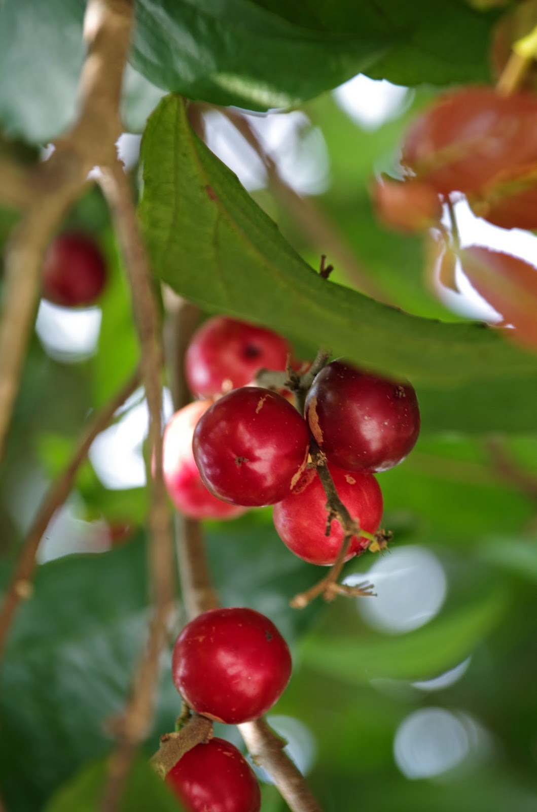 Trees and Plants: Rokam