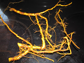 Living On Da Hedge: Wild Medicinal: Barberry Root