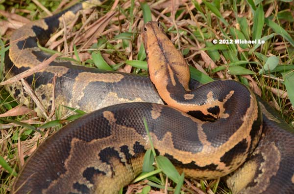The rainforests of Borneo & Southeast Asia: Borneo short-tailed python ...