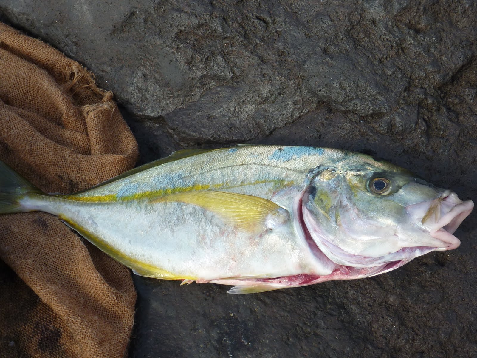 AntoPescaCanarias: El jurel "canario"