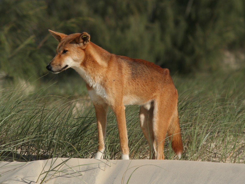 Dingo Wallpapers & Pics | Fun Animals Wiki, Videos, Pictures, Stories