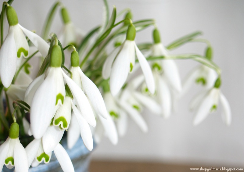 Spring Snowdrop Centerpiece | A Homemade Living
