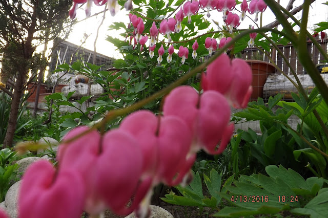 Gradinarit anotimp cu anotimp: Periplu de aprilie in gradina