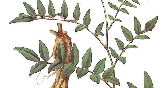 Vietnamese sophora root (SHAN DOU GEN)-Sophora tonkinensis-Radix ...