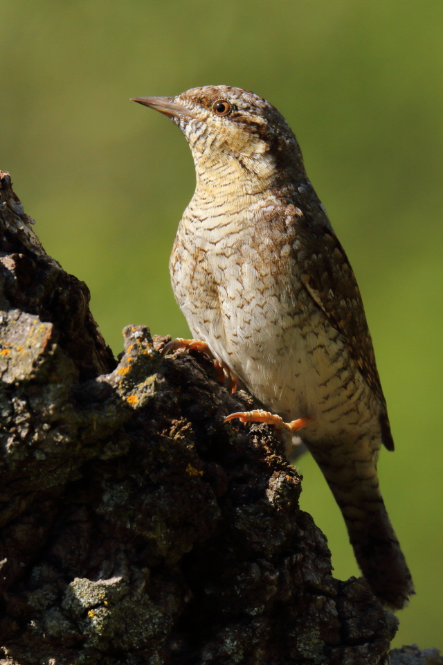 FOTOGRAFÍA DE FAUNA: PICIDOS (Picos)