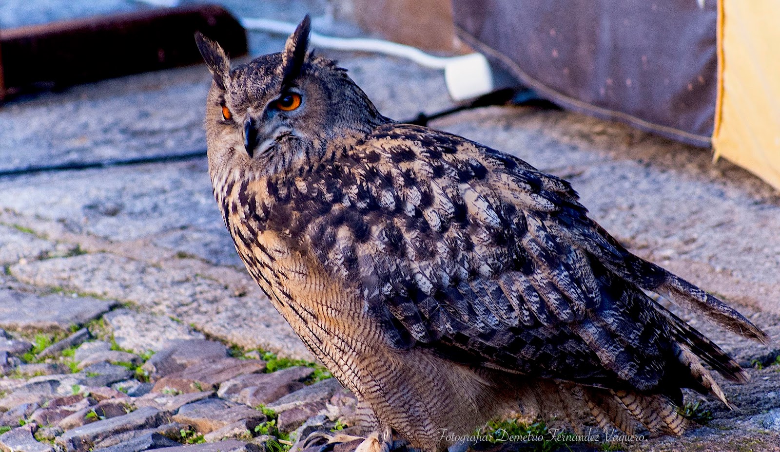 Búho real - 2 fotografías | Fotografía Demetrio Fernández