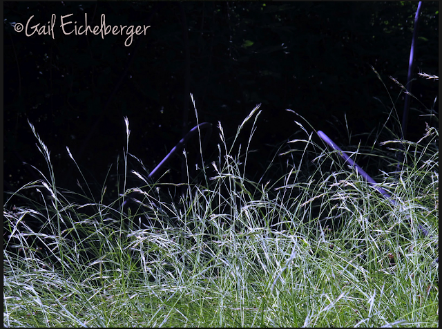 clay and limestone: Wildflower Wednesday: A Cool, Cool Season Native ...