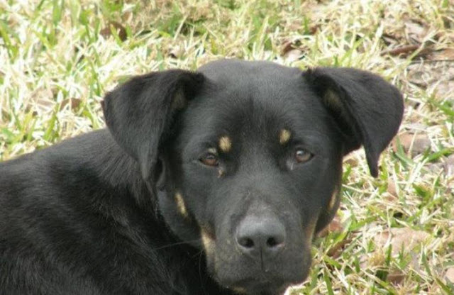 Barrio Watch Dog: Beloved Barrio Dog is Killed